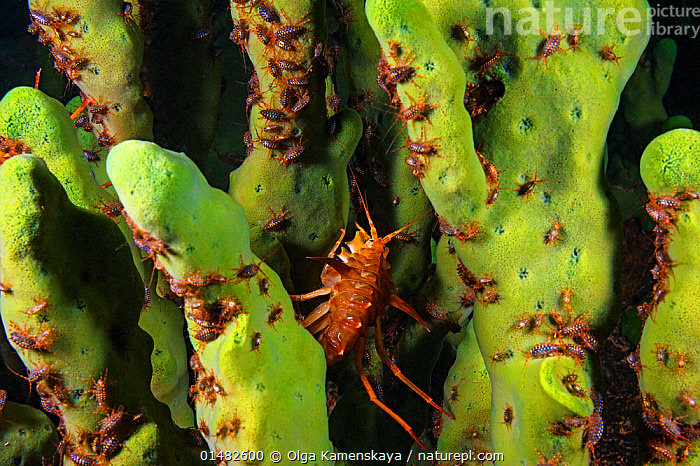 Stock photo of Amphipod (Acanthogammarus maculosus) and Gammarids ...