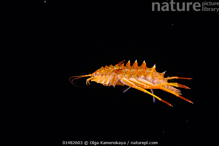 Lake Baikal Monster