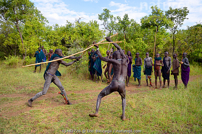 Stock photo of 'Donga' stick fighters, Suri / Surma tribe. The Donga ...