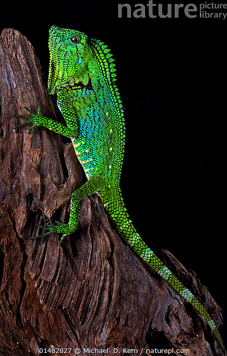 Stock photo of Angle headed lizard (Gonocephalus doriae) captive ...