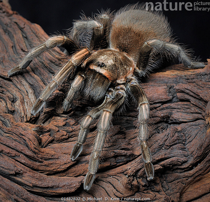 Stock photo of Peruvian Blonde tarantula (Lasiodora polycuspulatus ...