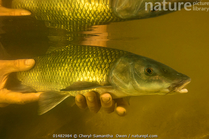 Stock photo of Scientist releasing an endemic Clanwilliam sawfin ...