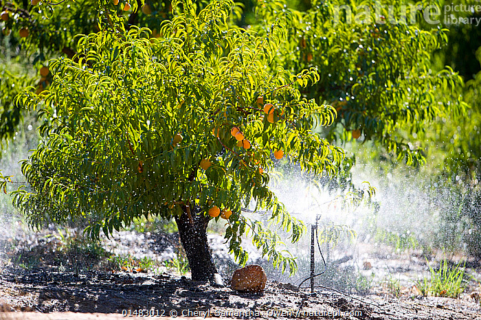 Stock photo of Orange (Citrus sp) orchard irrigation on Suikerbossie ...