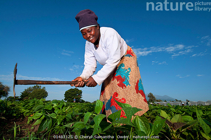 Stock photo of Woman weeding in a field of Green beans (Phaseolus ...