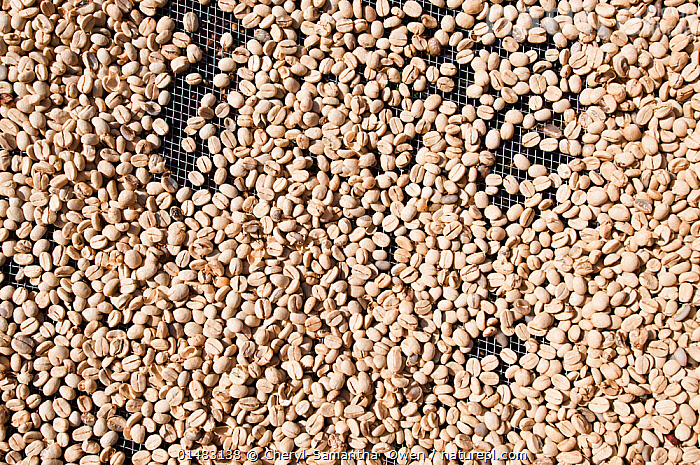 Stock photo of Parchment Coffee (Coffea arabica) beans drying on trays ...