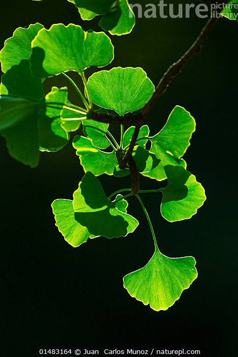 Stock photo of Ginkgo (Ginkgo biloba) cultivated specimen, occurs in ...