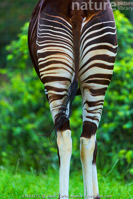 Stock photo of Okapi (Okapia johnstoni) close up of stripes on hind ...