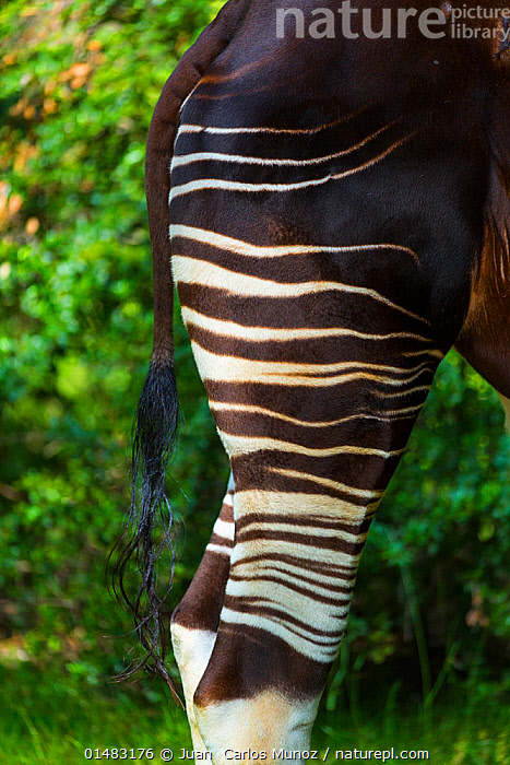 Stock photo of Okapi (Okapia johnstoni) close up of stripes on hind ...
