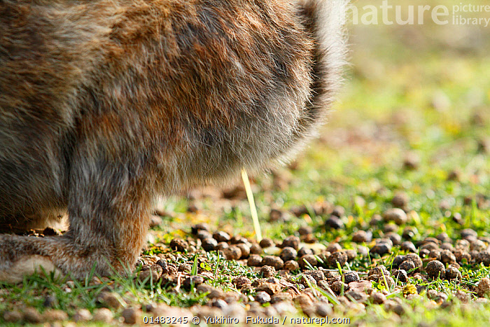 Stock photo of Feral domestic rabbit (Oryctolagus cuniculus) urinating ...