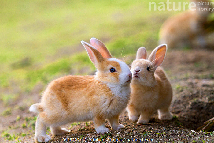 Stock photo of Feral domestic rabbits (Oryctolagus cuniculus ...