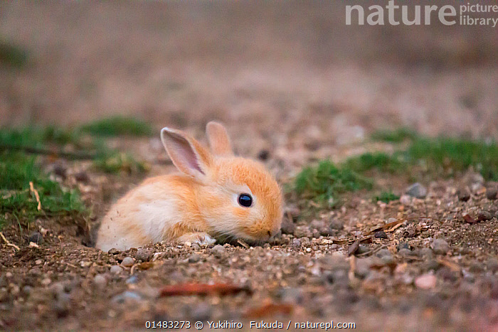 Stock photo of Feral domestic rabbit (Oryctolagus cuniculus) Okunojima ...