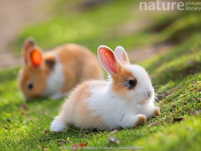 Stock photo of Feral domestic rabbit (Oryctolagus cuniculus) babies ...