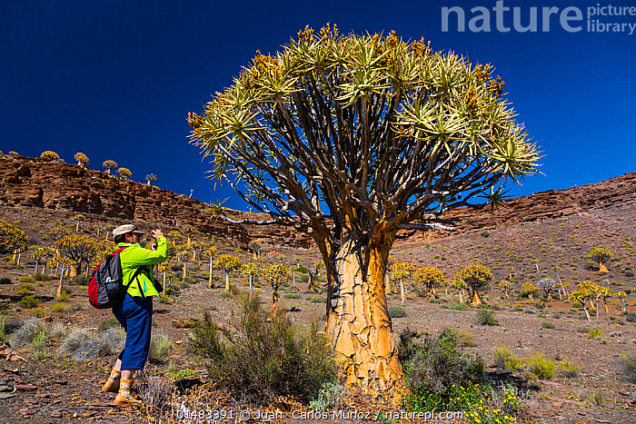 Stock photo of Hiker taking photo of Quiver Tree (Aloe dichotoma ...