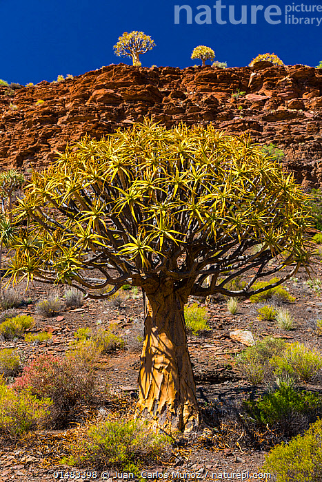 Stock photo of Quiver tree (Aloe dichotoma) Kokerboom Forest ...