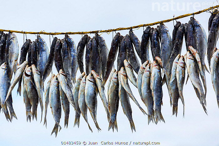 Stock photo of Bokkom fish, a salted and dried Southern mullet (Liza ...