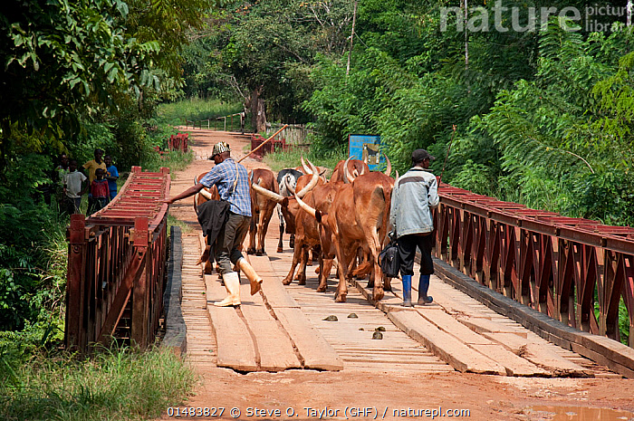 Stock photo of Ankoli, zebu cattle, driven to Kisangani City by Bahema ...