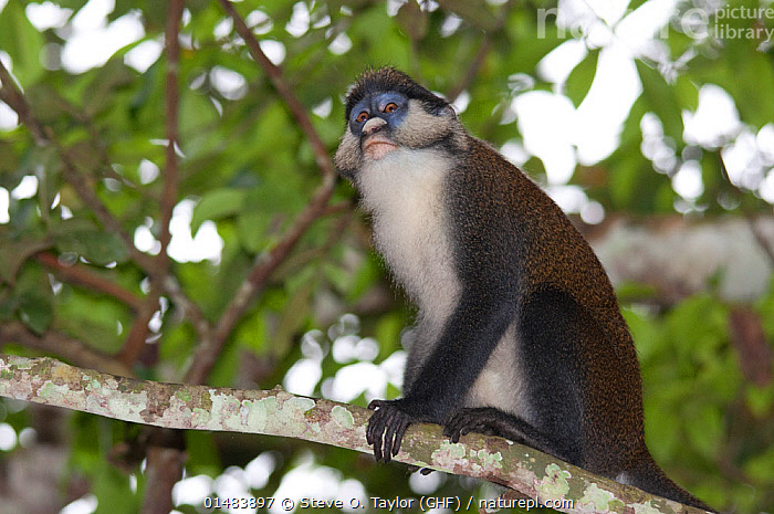 Stock photo of Red tailed guenon (Cercopithecus ascanius) Epulu Okapi ...