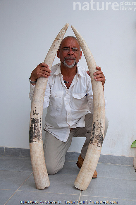Stock photo of Photographer Steve O. Taylor with African elephant tusks ...