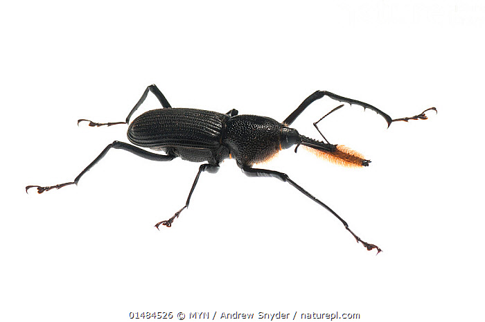 Stock photo of Bottlebrush Weevil (Rhinostomus barbirostris), Berbice ...