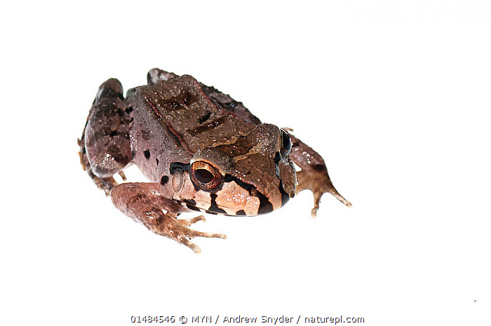Stock photo of Knudsen's thin-toed frog (Leptodactylus knudseni ...