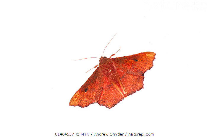 Stock photo of Geometer moth species (Geometridae) Berbice Forest ...