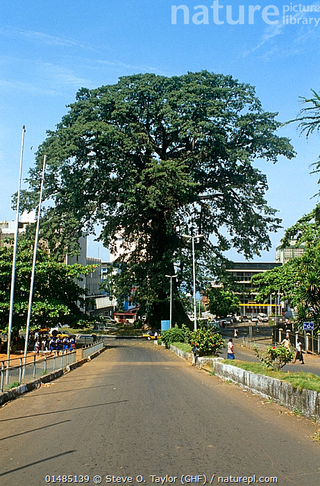 Stock photo of Freetown's oldest land mark, the ancient cotton tree ...