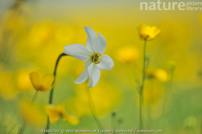 Stock photo of Meadow buttercup (Ranunculus acris) and Poet's daffodil ...