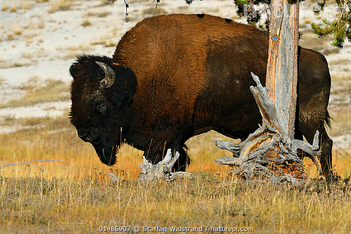 Stock photo of American Bison (Bison bison) rubbing against tree ...