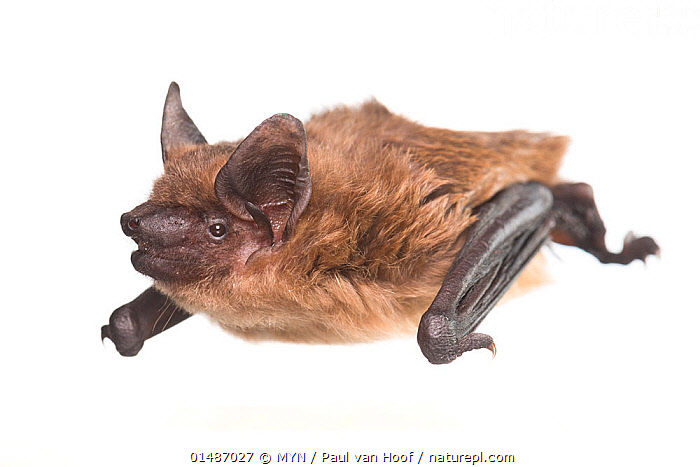Stock photo of Serotine bat (Eptesicus serotinus) female, The ...