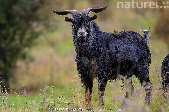 Goat Photography Photographer Kevin Horan Captures Goats And Sheep Of