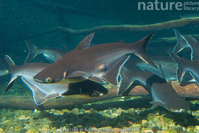 Stock photo of Mekong giant catfish (Pangasianodon gigas) Fuengirola ...