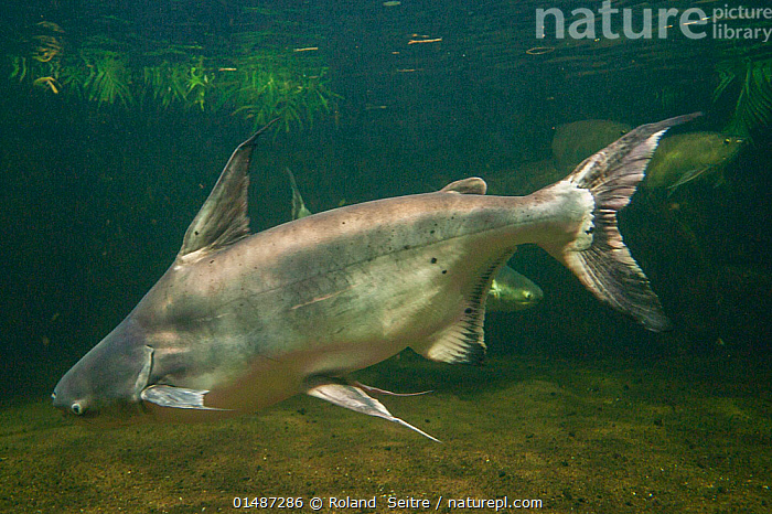 Mekong Giant Catfish Record