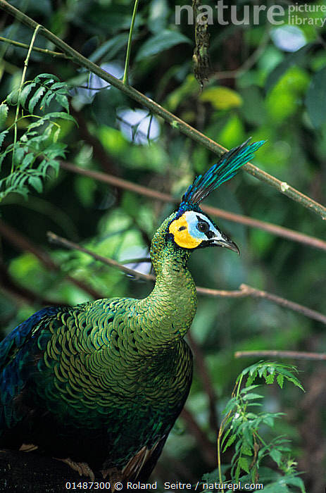 Stock photo of Green peafowl (Pavo muticus) portrait. Captive, occurs ...