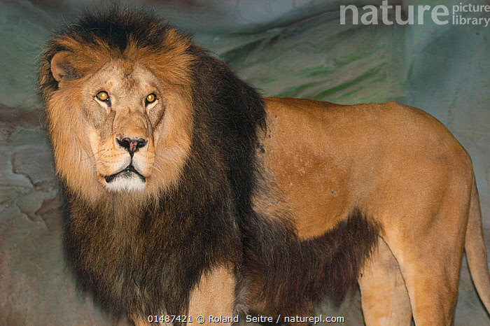 Stock photo of Male Lion (Panthera leo) portrait. Captive, occurs in ...