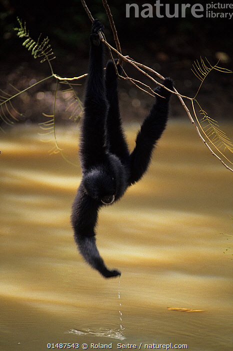 Stock photo of Siamang (Symphalangus syndactylus) hanging from branch ...