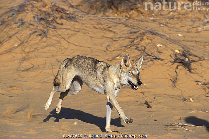 Stock photo of Arabian wolf (Canis lupus arabs) running. Captive ...