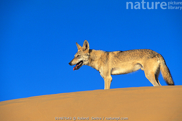 Stock photo of Arabian wolf (Canis lupus arabs) in desert setting ...
