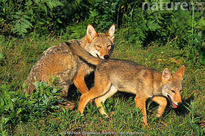 Stock photo of Coyote (Canis latrans) with juvenile. Captive, occurs in ...
