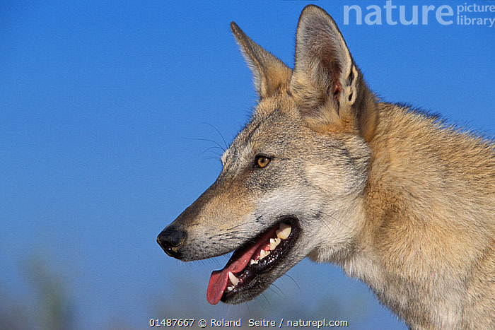 Stock photo of Arabian wolf (Canis lupus arabs) portrait. Captive ...