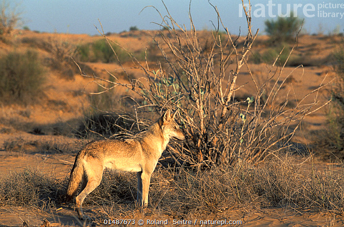 Stock photo of Arabian wolf (Canis lupus arabs) captive, occurs in ...