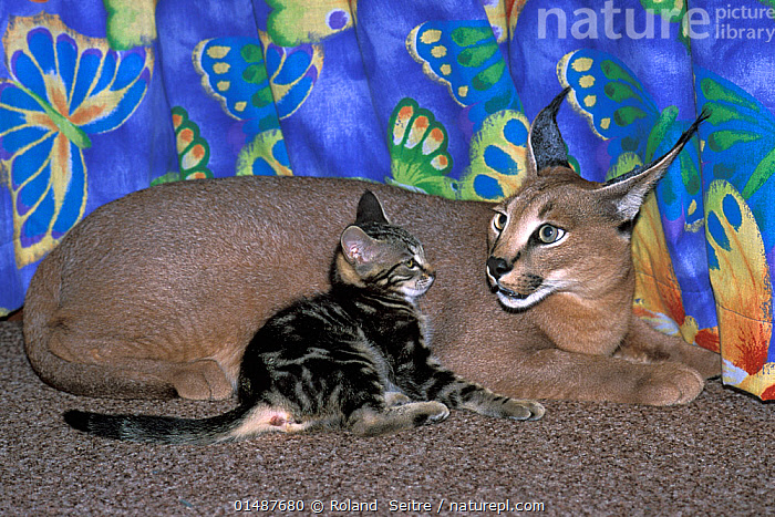 Stock photo of Tame Caracal (Caracal caracal) with domestic kitten in ...
