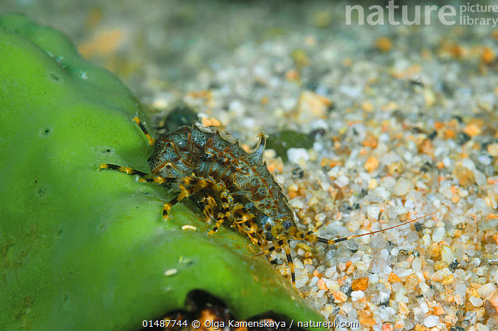 Stock photo of Amphipod (Pallasea cancellus) endemic to Lake Baikal ...