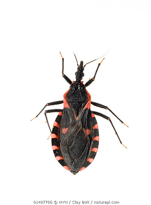 Stock photo of Bloodsucking Conenose (Triatoma gerstaeckeri) carrier of ...