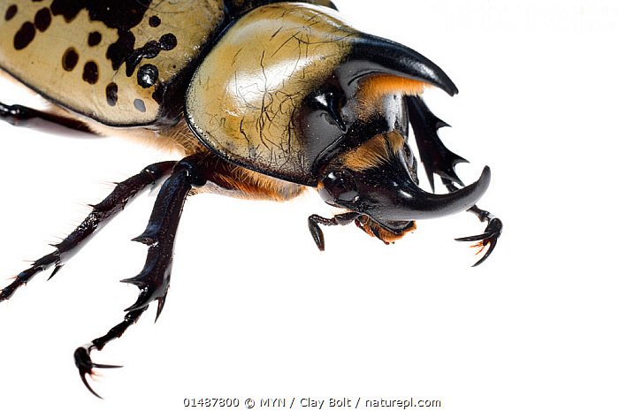 Eastern Hercules Beetle For Sale Conserving Carolina | Check Out This
