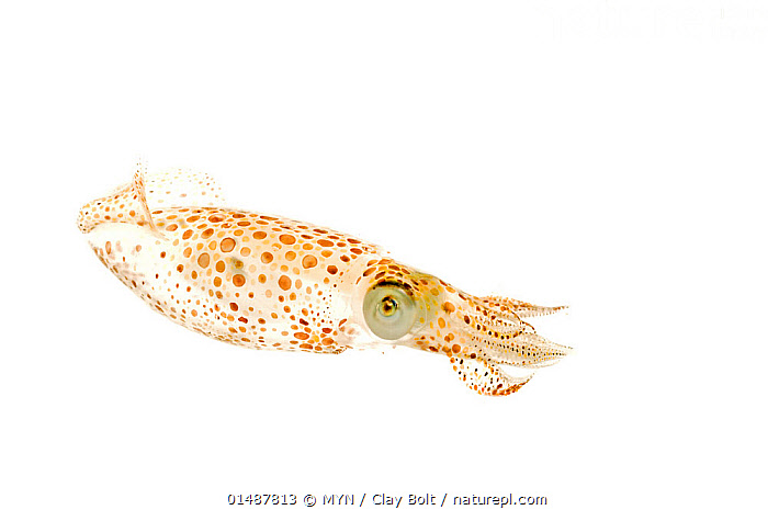 Stock photo of Atlantic Brief Squid (Lolliguncula brevis) Cape Romain ...