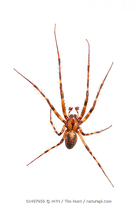 Stock photo of Cave spider male (Meta menardi) Garden in Falmouth, UK ...