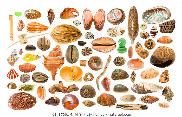 Stock photo of Composite of seashells from beach on Bali, Indonesia ...