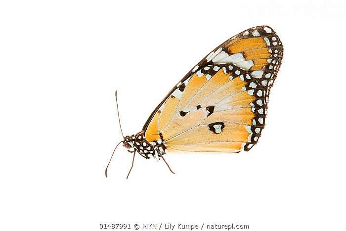 Stock photo of Lesser Wanderer Butterfly (Danaus petilia) Plutonic Gold ...