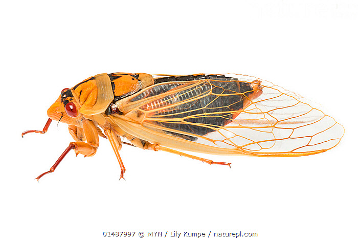 Stock photo of Masked Devil Cicada (Cyclochila australasiae) Halls Gap ...