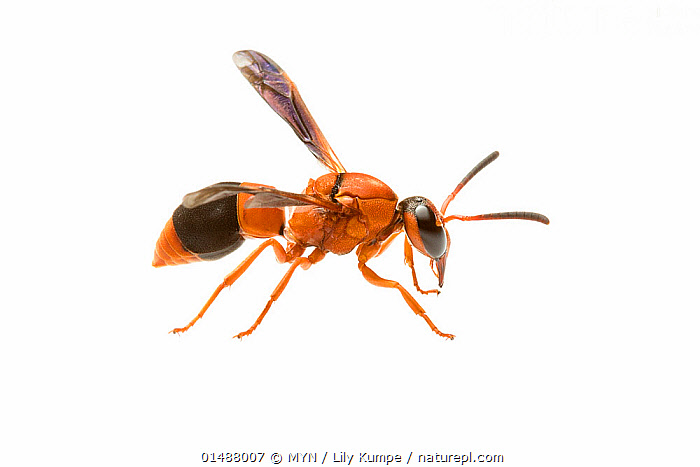 Stock photo of Potter wasp (Abispa ephippium) Plutonic Gold Mine ...